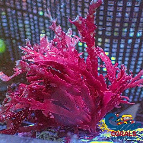 Red Tide Macroalgae Corals Anonymous