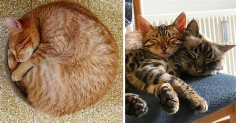 40 Random Cute Cat Snapshots That Bring Feline Flavored Fortune To A