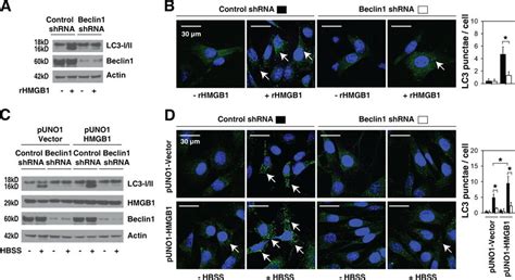 Beclin1 Is Required For Hmgb1 Mediated Autophagy A And B Knockdown Download Scientific