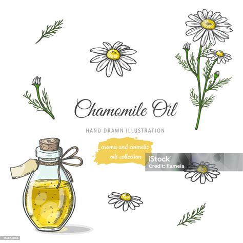 카모마일 오일과 카모마일 꽃이 담긴 유리병을 흰색 배경에 분리하는 손으로 그린다 약초 벡터 그림입니다 건강관리와 의술에 대한
