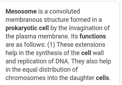 Prokaryotic Cell Structure Mesosome