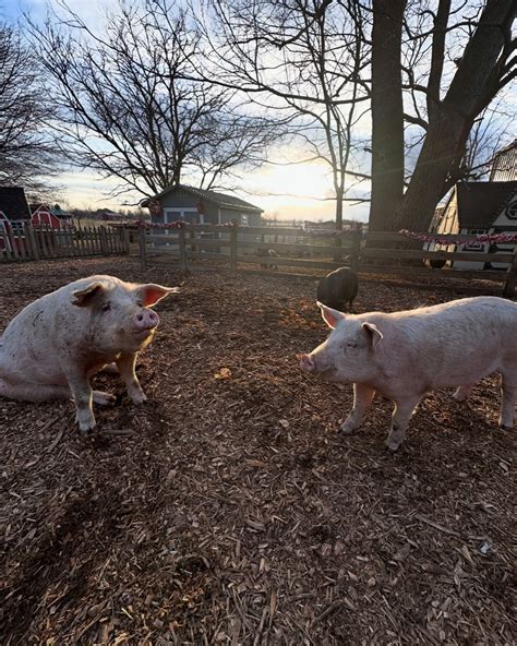 Reign And Riot Are Oinking Acres Farm Rescue And Sanctuary Facebook
