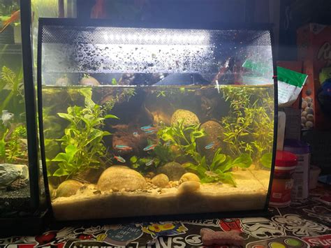 Fluval Flex 15 Fiddler Crab Scape R Plantedtank