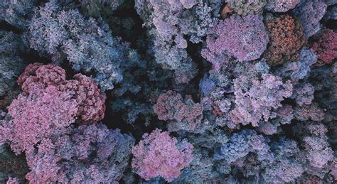 Algae One Of The Most Important Plants In The Ocean Yep Floras