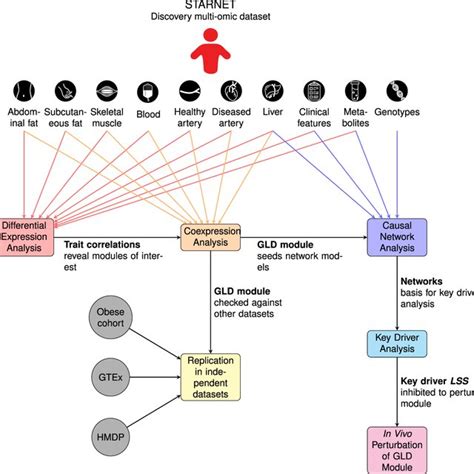 Schematic Overview Of Workflow We First Conducted Differential
