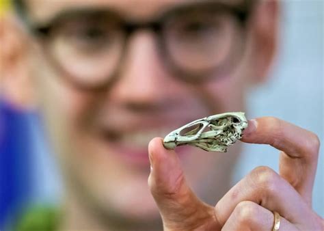 Wonderchicken May Be Oldest Bird Fossil Engoo Daily News