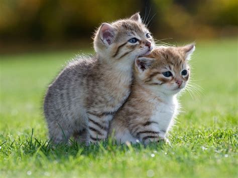 Hình ảnh Thú Cưng Cute Tuyệt đẹp Dyb