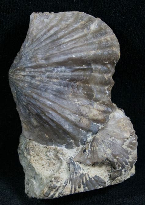 Platystrophia Brachiopod Fossil From Kentucky For Sale 6629