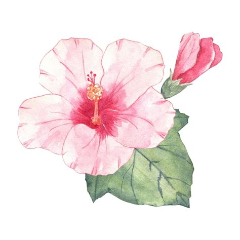 수채화 히비스커스 꽃 흰색 절연 프리미엄 사진