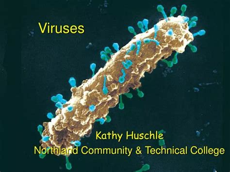 PPT Viruses PowerPoint Presentation Free Download ID 594079