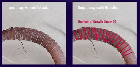 edge detection or yolo object detection r computervision