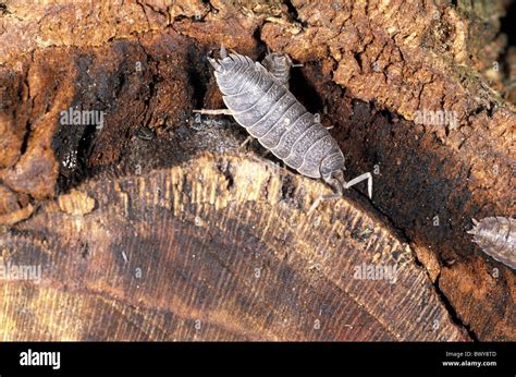 Articule Un Cloporte Porcellio Scaber Photographie Bois Micro Micro