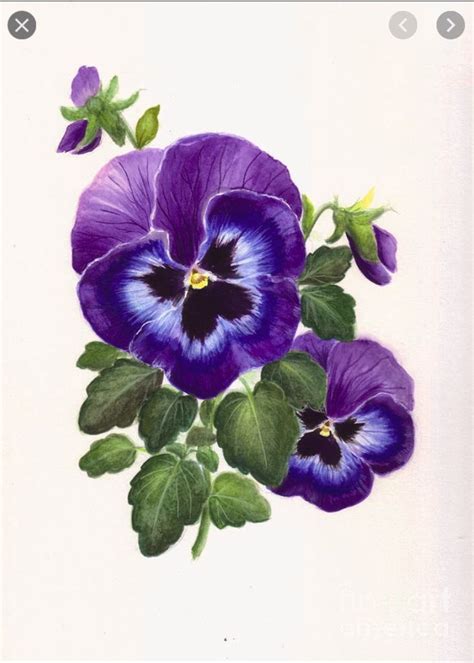 Purple Pansies Art Print How To Draw Purple Pansies Purple Pansies