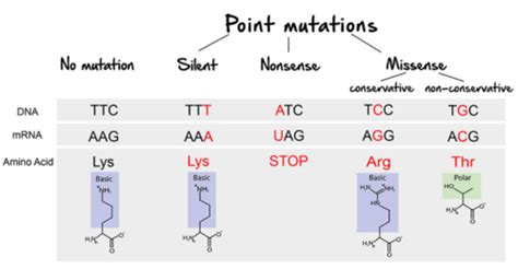 Unit 2 Lecture 1 Cre Lox And Experimental Design Flashcards Quizlet