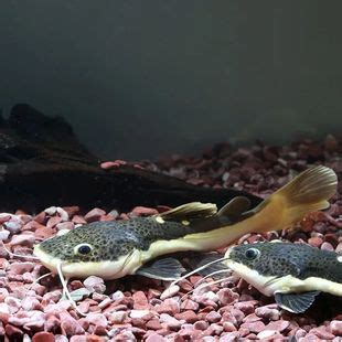 招财猫鱼好养鲶鱼红尾猫金丝淡水肉食底层凶猛幼鱼苗厂家速卖通 阿里巴巴