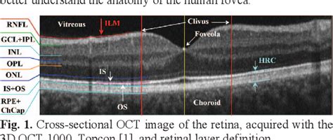 [pdf] automated segmentation of retinal layers in oct imaging and