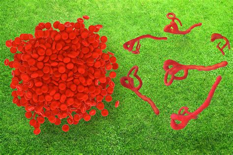 에볼라 바이러스 및 혈액 세포 3d 렌더링됨 일러스트 0명에 대한 스톡 사진 및 기타 이미지 0명 2015년 3차원 형태