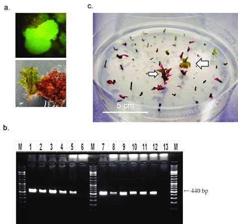 Adventitious Shoot Regeneration From Calli Axillary Bud Download Scientific Diagram