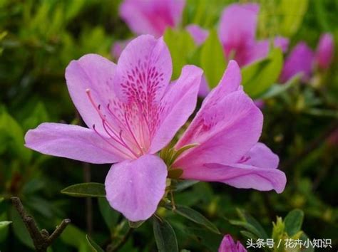 杜鵑花澆水注意這些事項就可以了 每日頭條