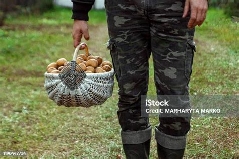 농부는 바구니에 신선한 감자를 손에 들고 유기농 채소 클로즈업 정원 별장 수확의 개념 0명에 대한 스톡 사진 및 기타 이미지 Istock