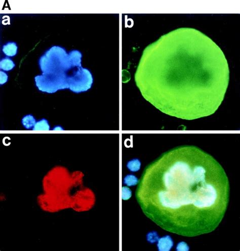 Multiple Mitotic Spindle Poles Formation During Tpo Induced Download Scientific Diagram