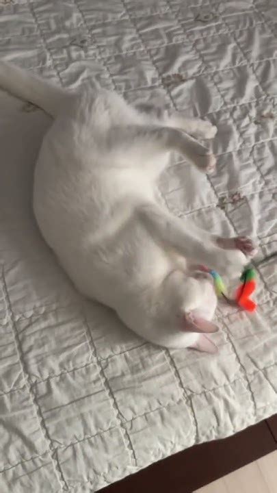 누워서 뒹굴뒹굴 거리는 고양이 Youtube