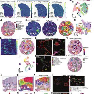 PDF CellsFromSpace A Versatile Tool For Spatial Transcriptomic Data Analysis With Reference