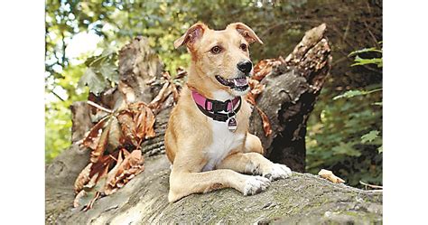 На планина с куче Български Фермер