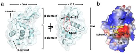Crystal Structure Of Human Lysozyme Complexed With N Acetyl α D Glucosamine