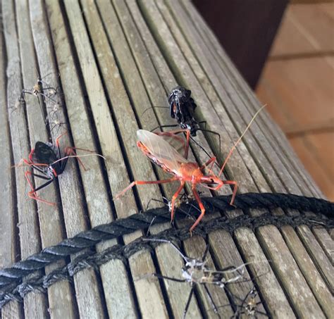 What Bug Is This Found In Calgary Alberta R Whatbugisthis