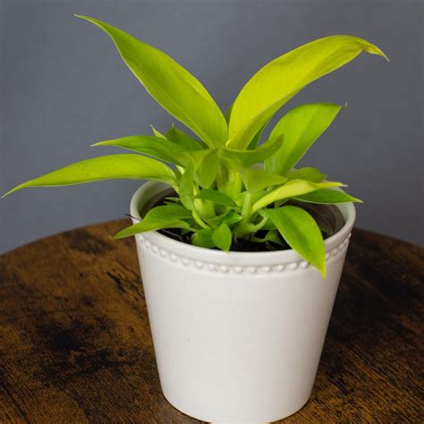 Philodendron Moonshine 9cm Pot Opperman Plants Ltd