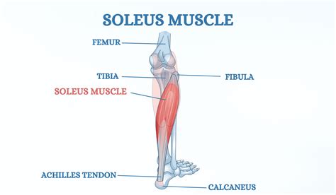 Soleus Strain Treatment And Acupuncture Aca Acupuncture And Wellness