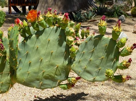 Opuntia Ficus Indica Figuier De Barbarie