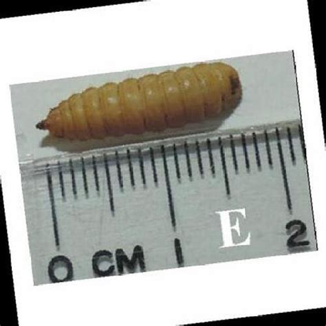 How To Segment An Object Into Minor Segments For Volume Calculation Python Opencv