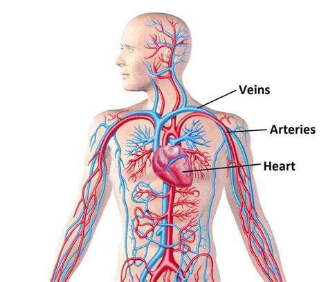 Circulatory System Diagram With Labels Luxury Free Hu