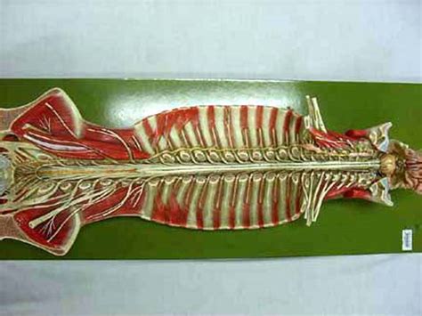 Spinal Cord Models
