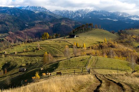 Moeciu Bilder Durchsuchen 656 Archivfotos Vektorgrafiken Und Videos