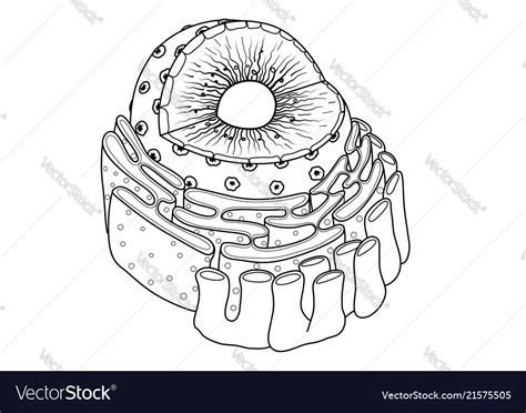 Nucleus Royalty Free Vector Image Vectorstock