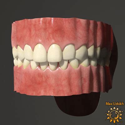D Model Teeth Tongue