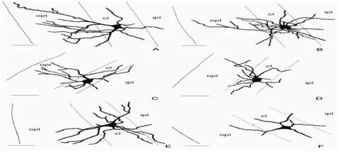 Camera Lucida Drawings Of The Dorsal Cerebral Cortex Neurons Of Calotes