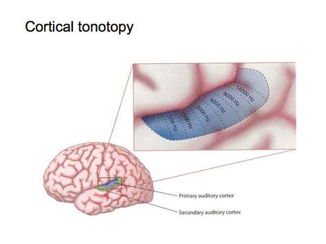 Visual And Auditory Cortex Function Scoopjulu