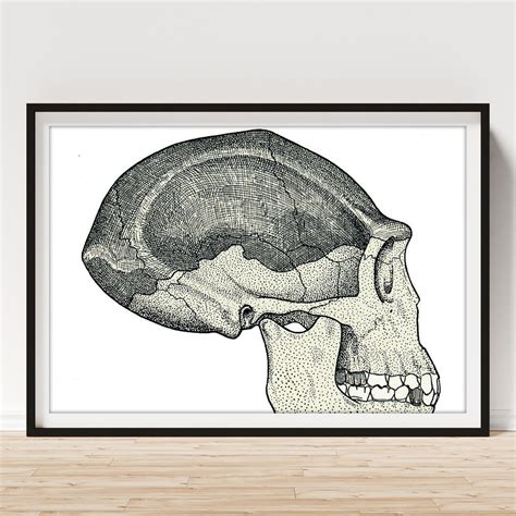 Homo Erectus Skull Art Print By Science Photo Library Science Photo
