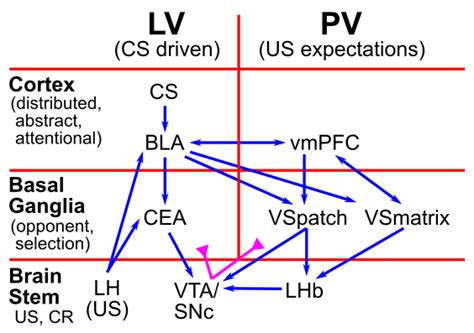 8 Biological Mapping Of The Pvlv Algorithm Which Has Two Separate