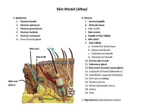 Skin Model With Key Skin Skin Model Altay A Epidermis 1 Stratum