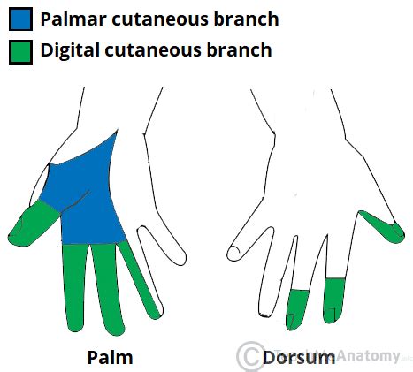 Median Nerve Distribution Hand Anesthesia Key