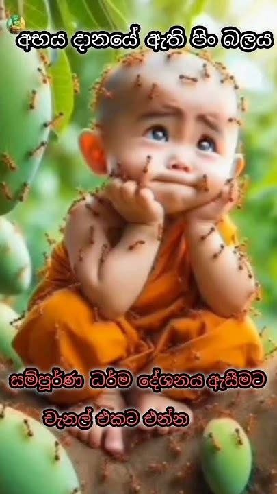 අභය දානයේ ඇති පිං බලය ධර්ම දානයක් වේවා 🙏☺️ Youtube