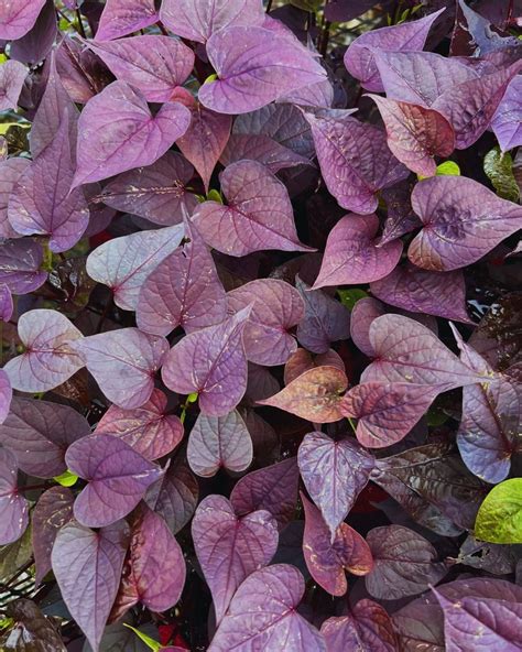 The Home And Garden Center On Instagram Get Tangled Up In Beauty