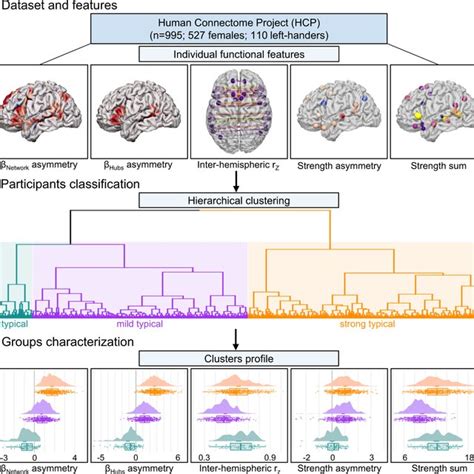 Average Dominant Gradients Of Functional Connectivity Across The