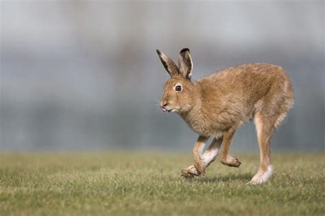Category Irish Hare Wildedges