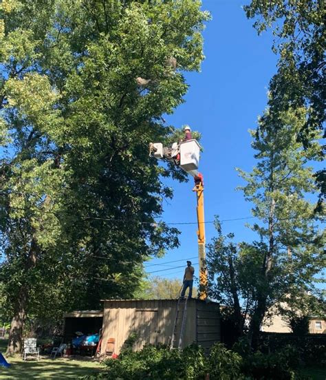 How Fast Do Elm Trees Grow Update Guide